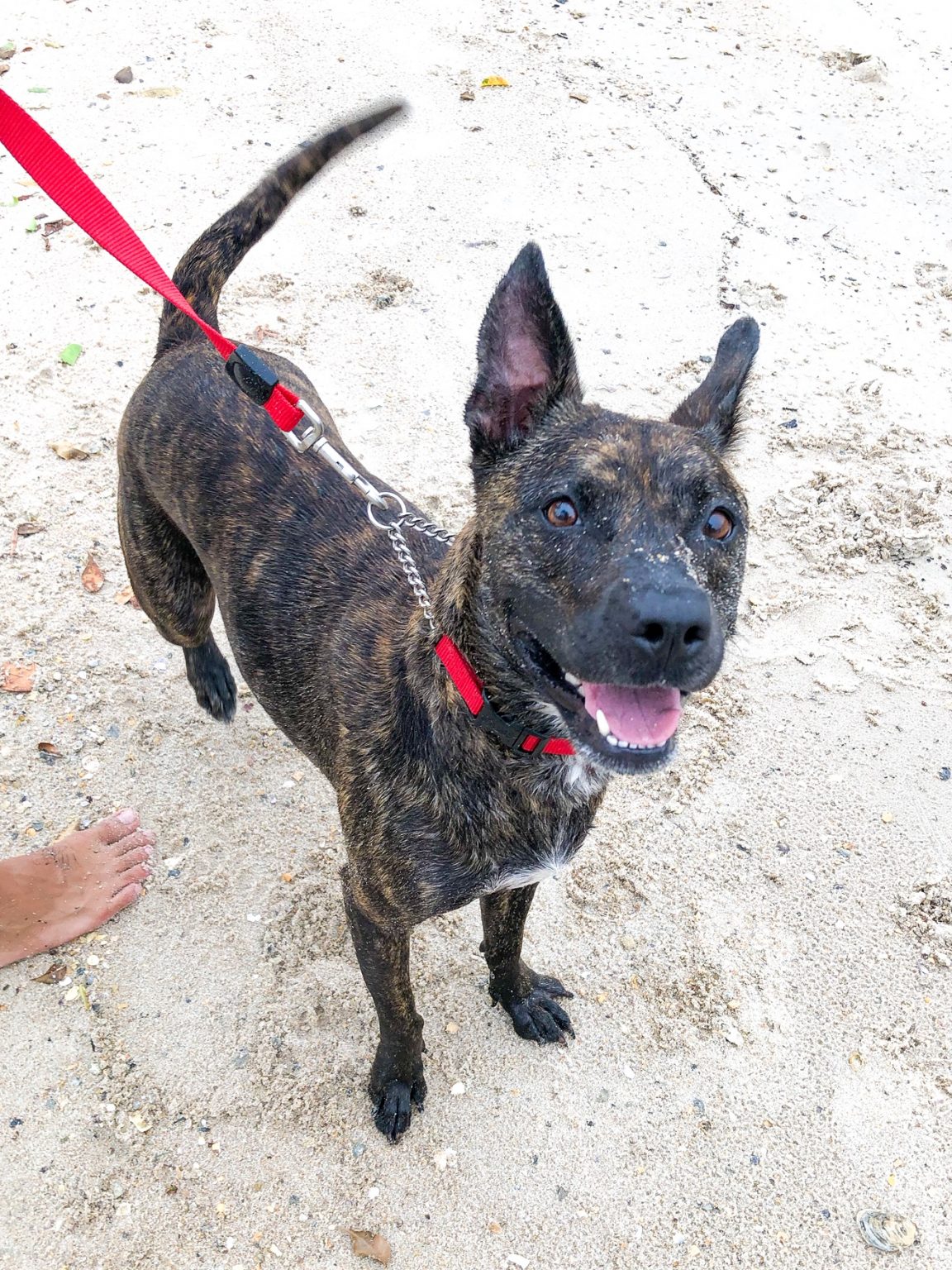 EVERYTHING YOU NEED TO KNOW ABOUT FOSTERING - brunettecollective.com